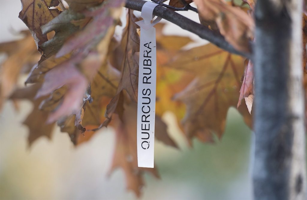 Descendants of Vimy Ridge oak trees live on in Canada, and now France ...