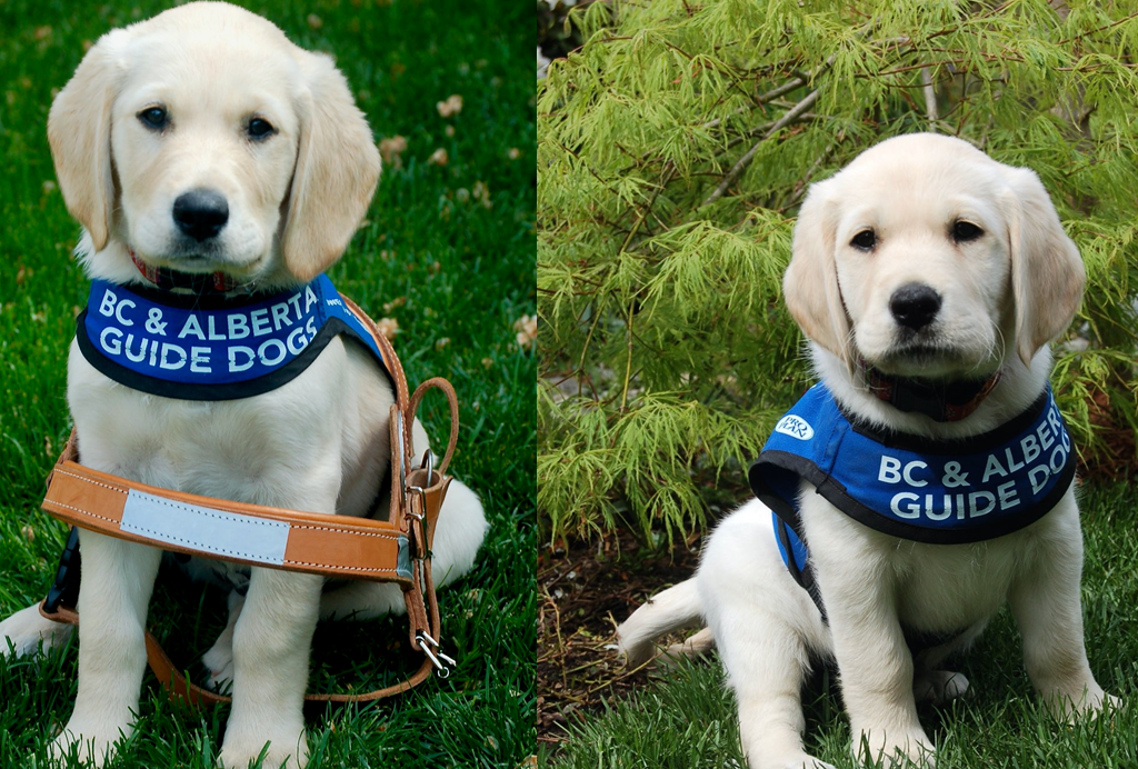 Physical distancing delays vital training to get B.C. guide dogs to ...