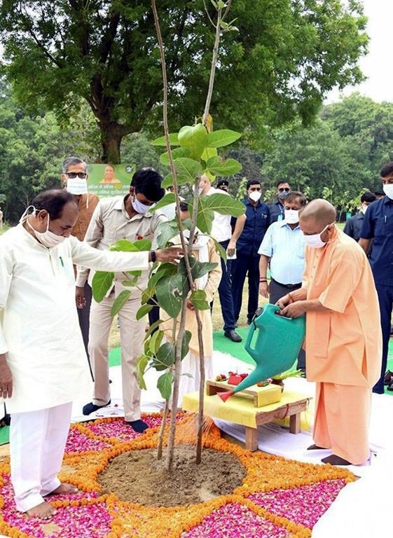 Indians keep their distance in mass tree planting campaign | CityNews ...