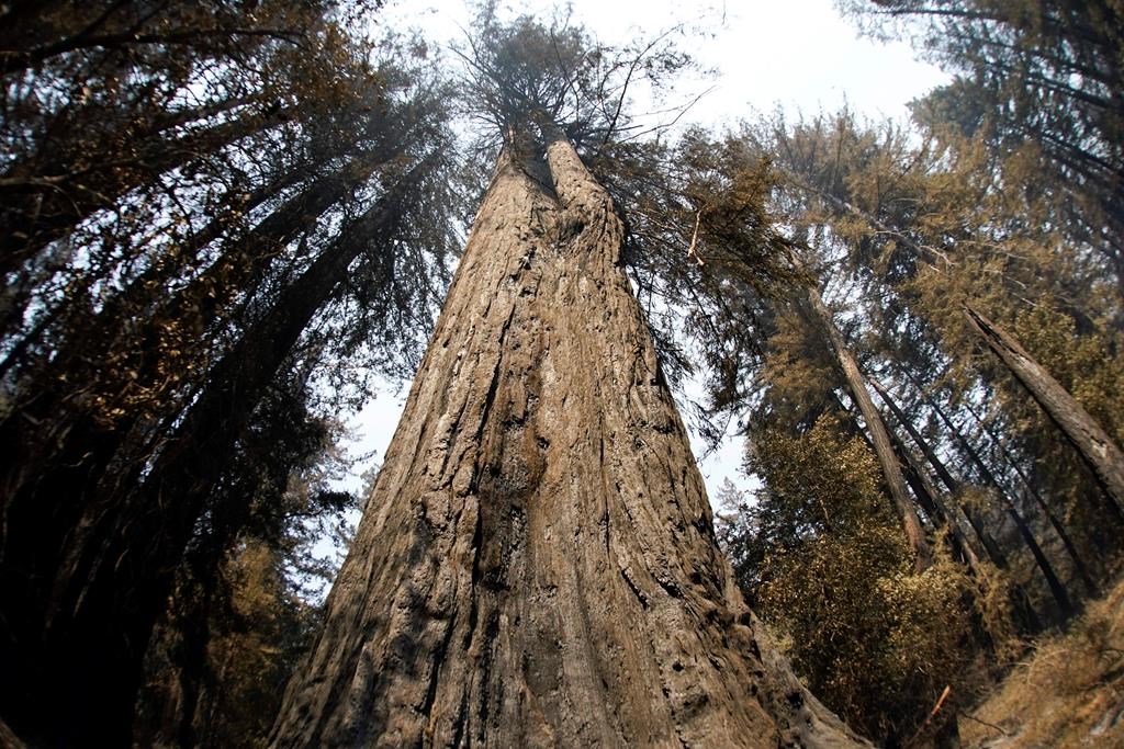 Redwoods survive wildfire at California's oldest state park | CityNews ...