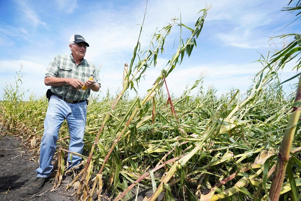 Iowa farmers unsure what's next after winds flatten corn | CityNews ...