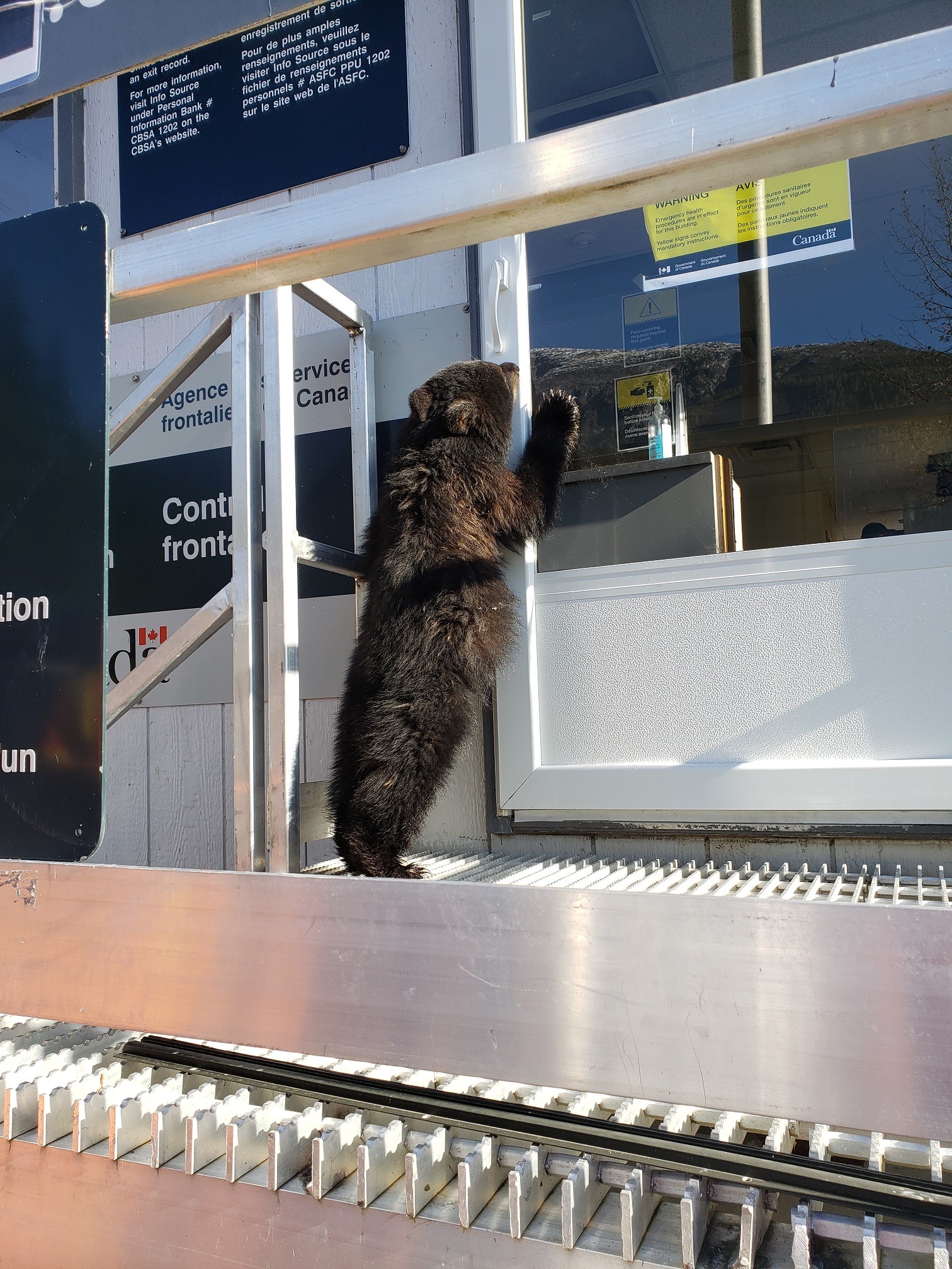Bear cub captured after paying visit to CBSA office near B.C.-Alaska border