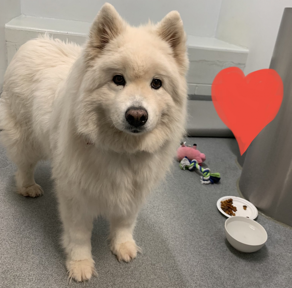 Lost dog found at Burnaby RCMP detachment now with SPCA