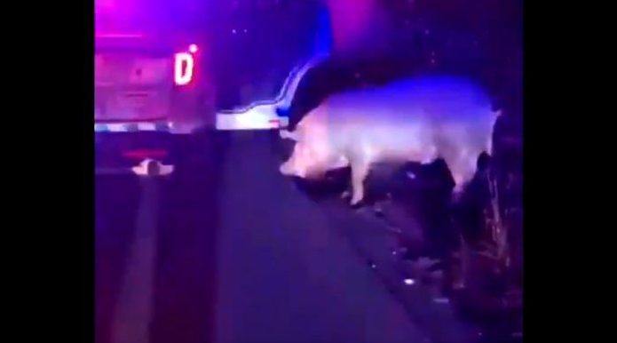 Surrey RCMP return lost pig after it goes 'hog wild' | CityNews Vancouver