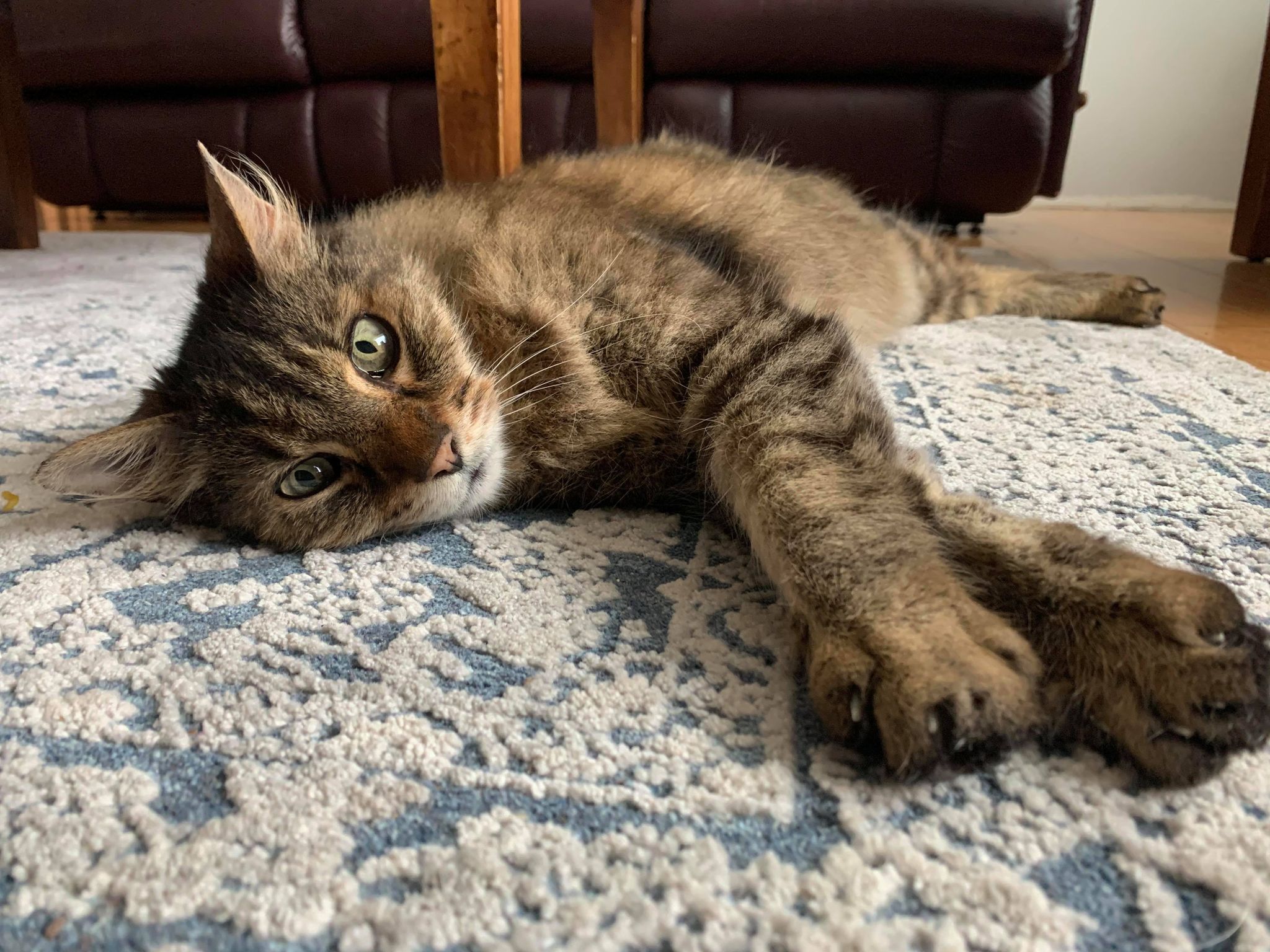 Missing Nanaimo cat comes home after three-and-a half years