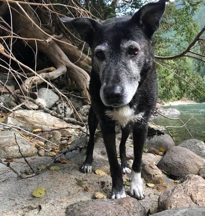 Surrey woman reunited with missing dog who was rescued after 10 days on ...