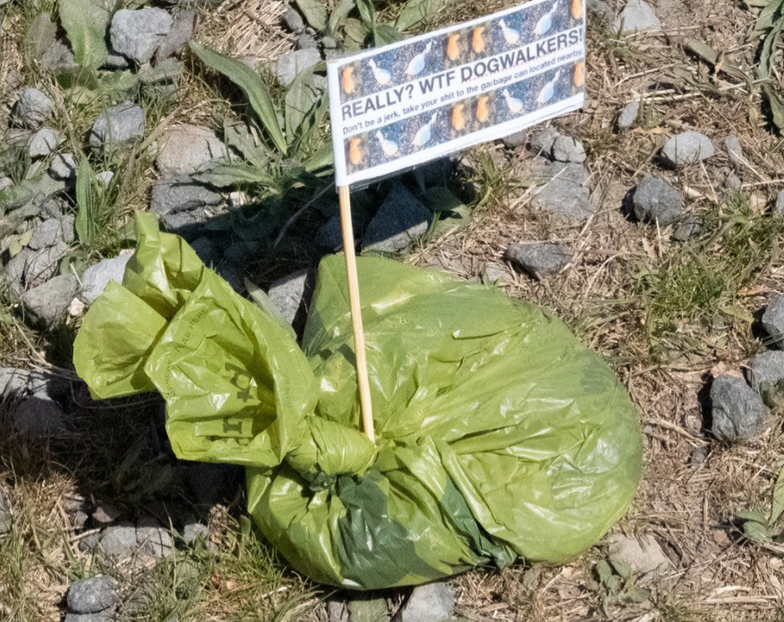 'Really?!' B.C. man 'flags' problem of dog-owners discarding poop