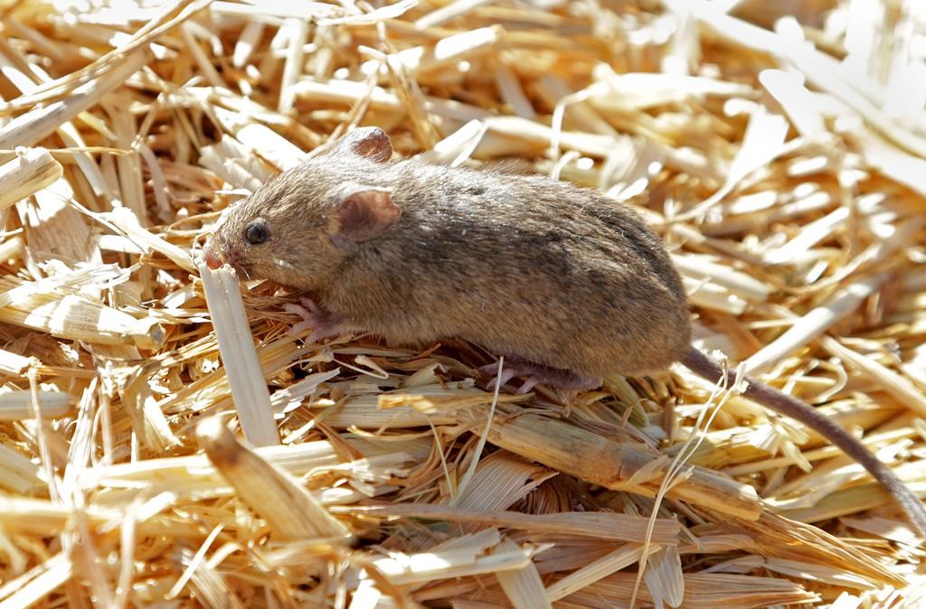 Plague of ravenous, destructive mice tormenting Australians | CityNews ...