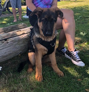 Richmond bystanders pitch in to rescue German Shepherd puppy | CityNews ...