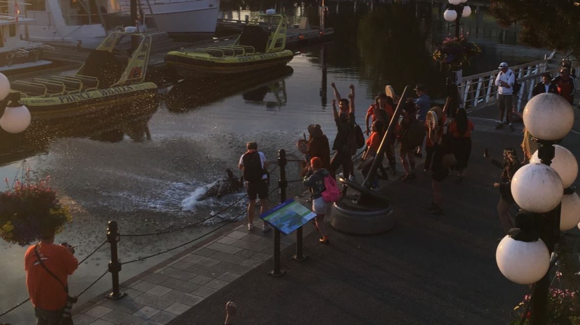 Victoria, B.C. Captain Cook statue thrown into harbour | CityNews Vancouver