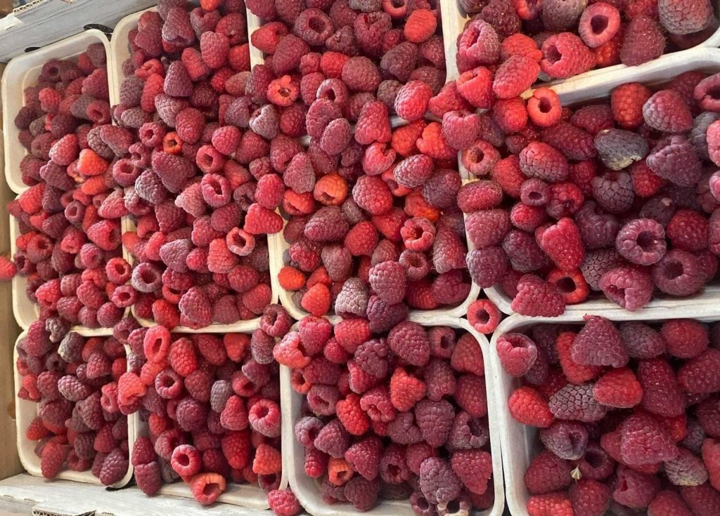 Heat causing worst year ever for raspberries says Fraser Valley farm