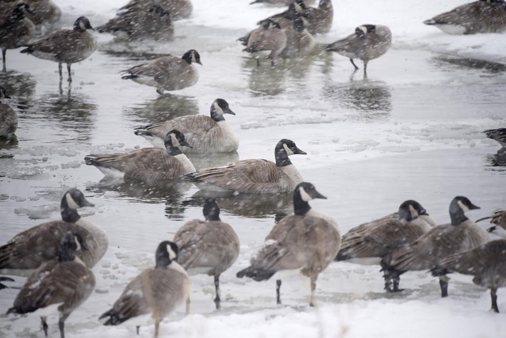 Vancouver goose plan should focus on people: lawyer | CityNews Vancouver