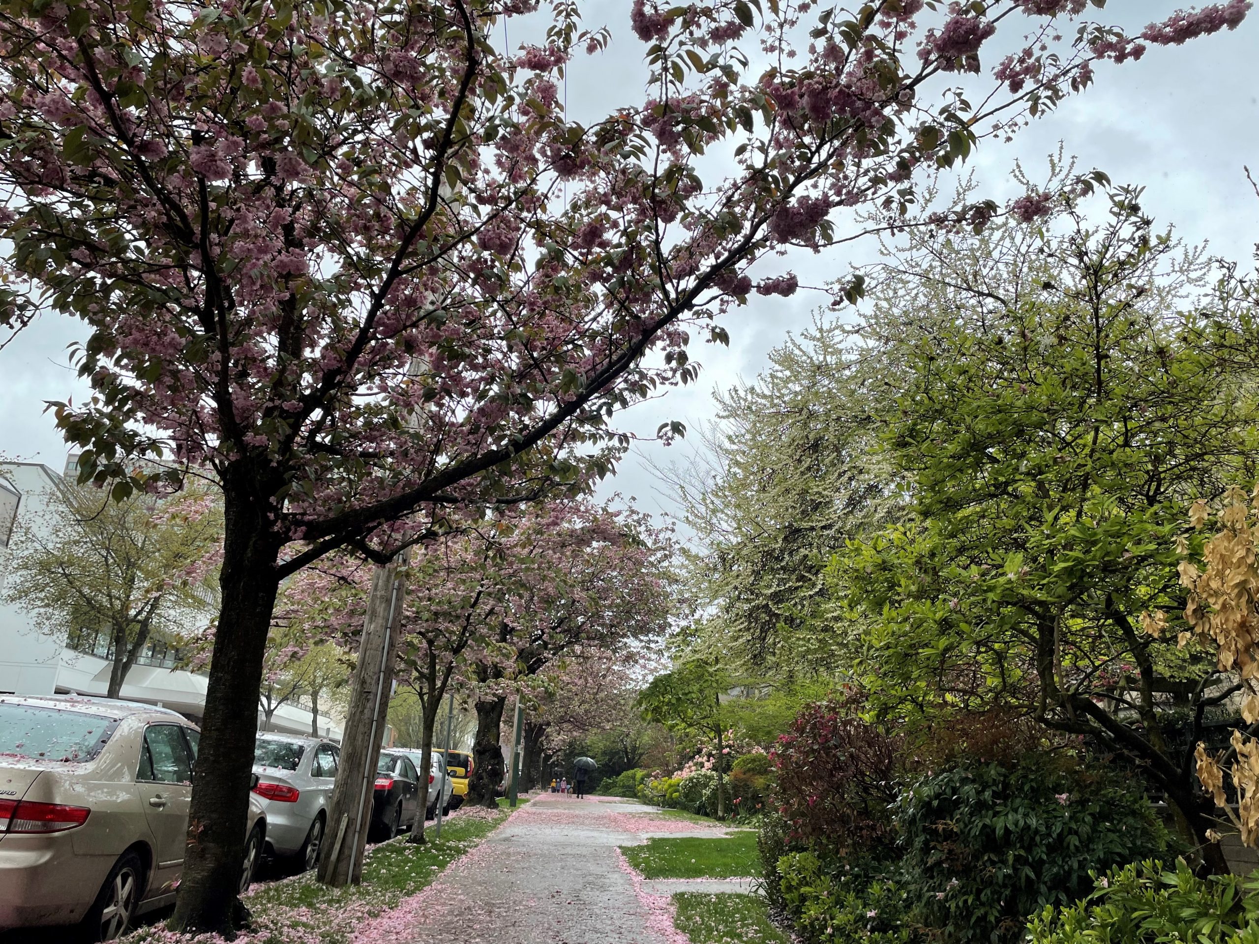 Vancouver weather breaks 77-year record for cold spring | CityNews ...