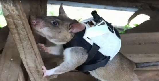 Organization uses rats to find mines and tuberculous | CityNews Vancouver