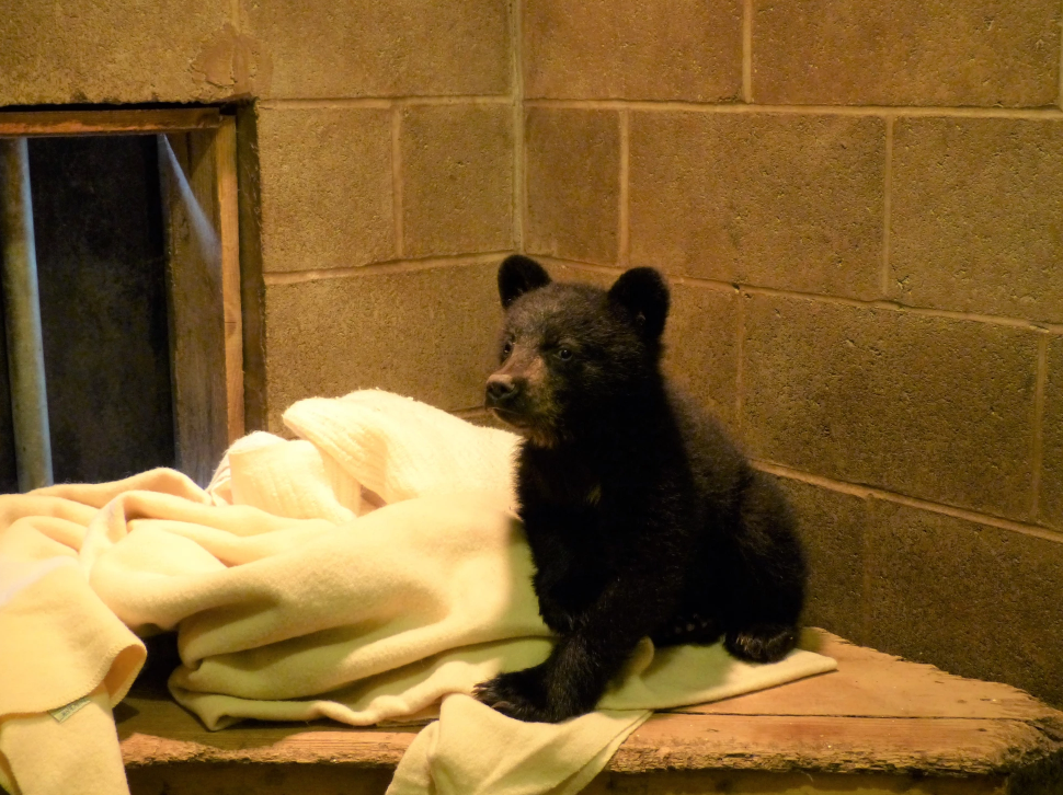 B.C. bear to be released back into the wild after Vancouver Island ...