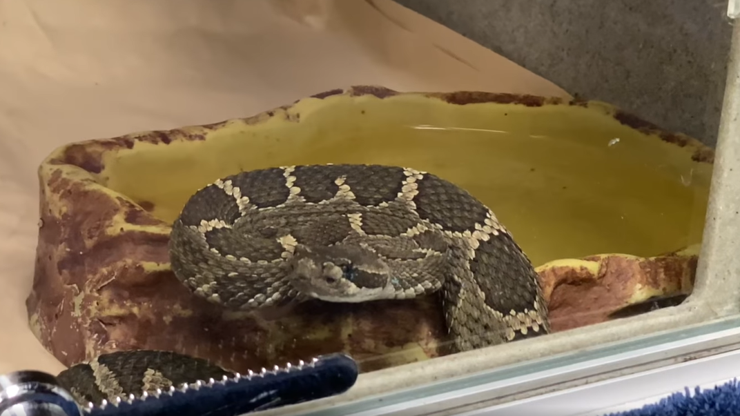 Northern Pacific Rattlesnake Bc