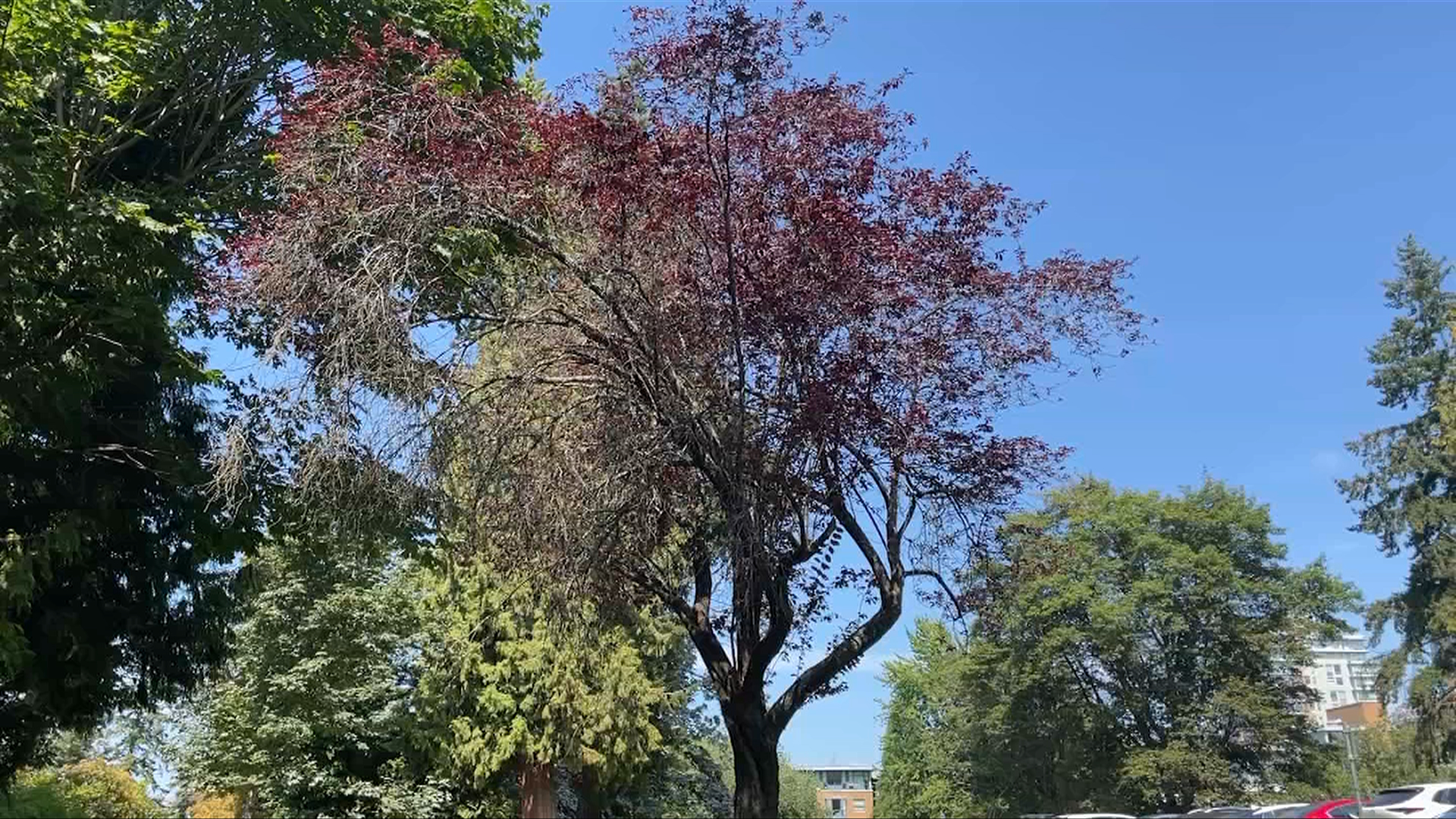 Metro Vancouver trees still reeling after 2021 heat dome | CityNews ...