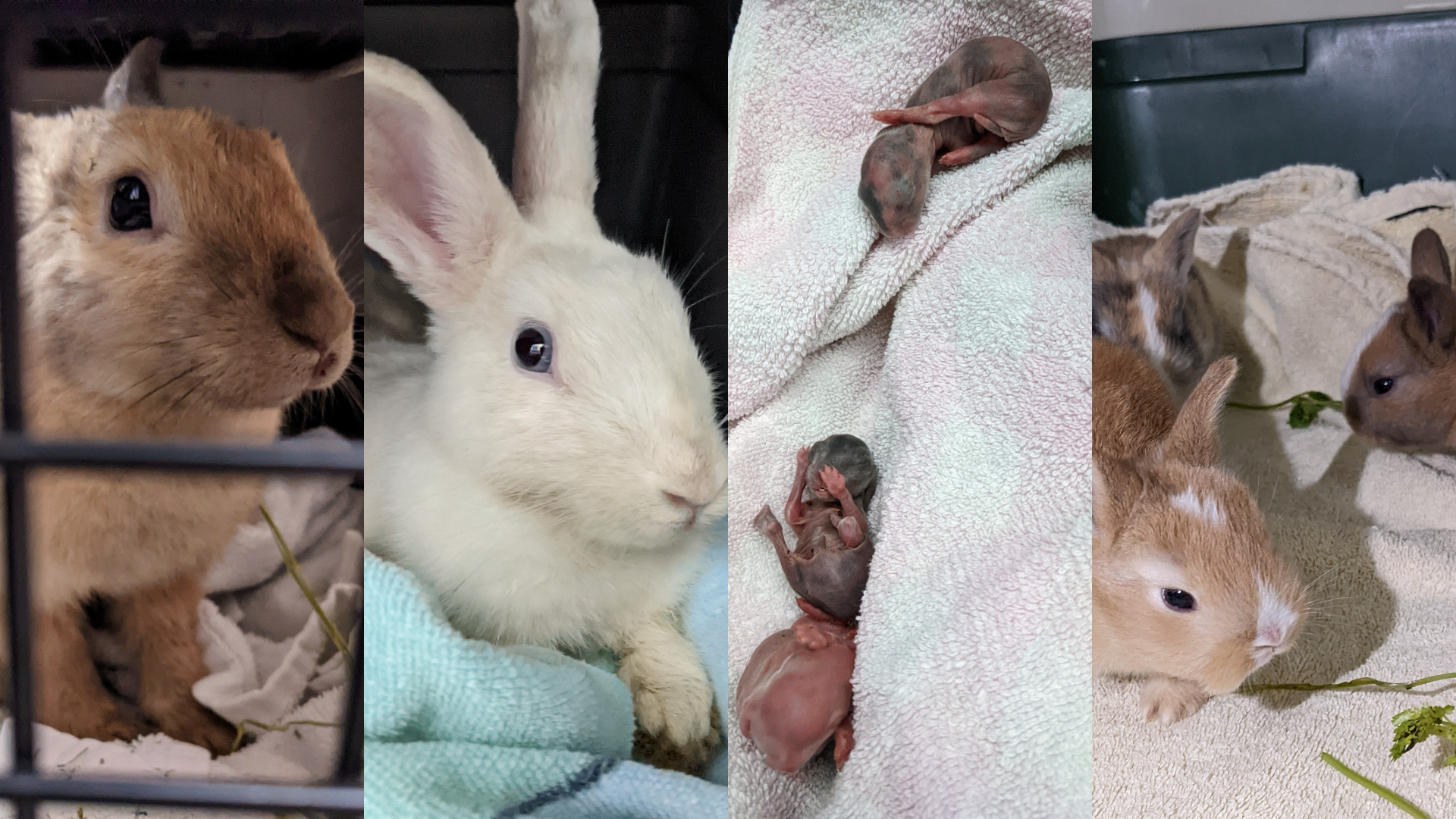 BC SPCA rescue 32 rabbits from downtown Vancouver home | CityNews Vancouver