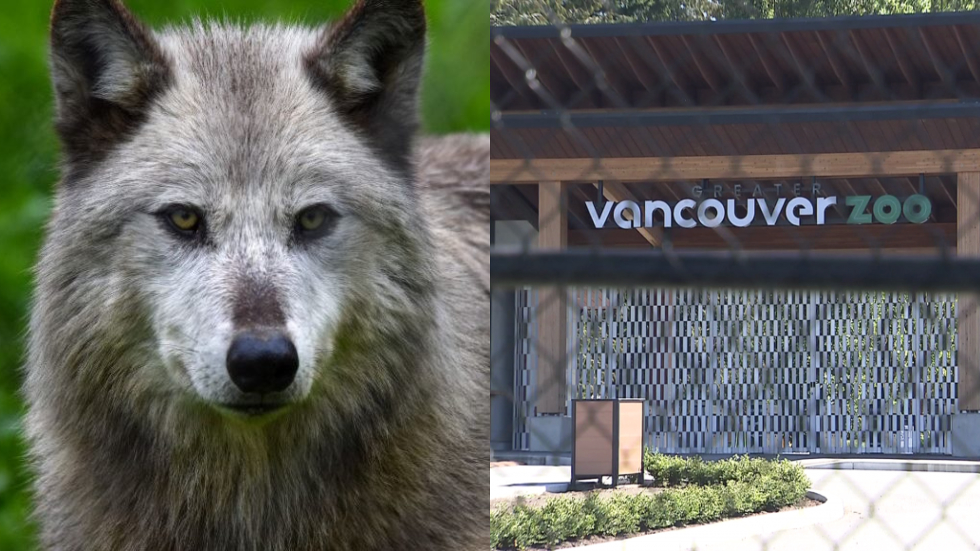 Greater Vancouver Zoo: 1 wolf found dead, another still loose