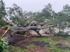 Tree crashes through home in Florida | CityNews Vancouver