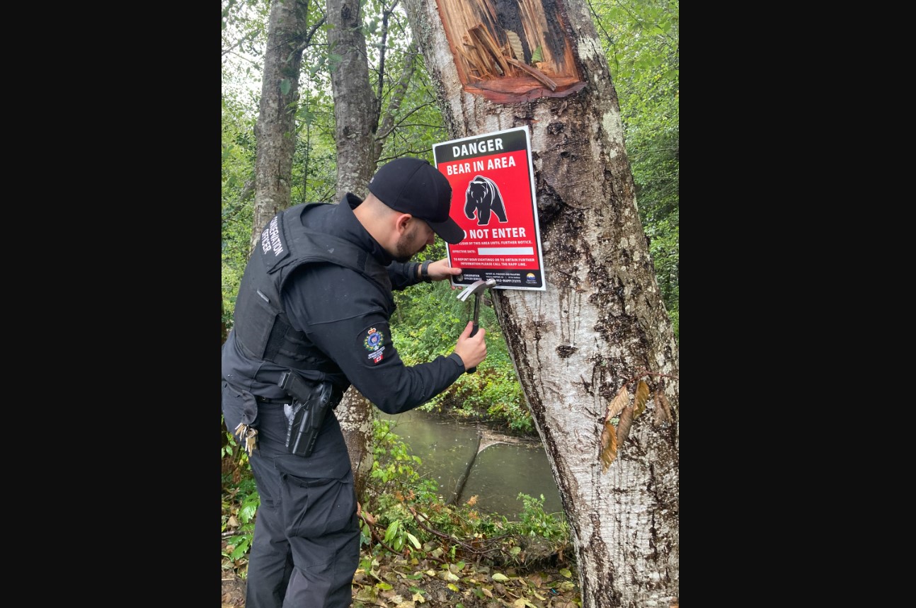 Bears won't be killed after Squamish attacks | CityNews Vancouver