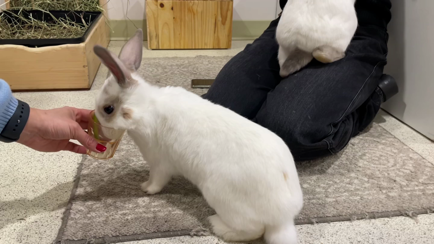 B.C. rescue group struggling rehome rabbits | CityNews Vancouver