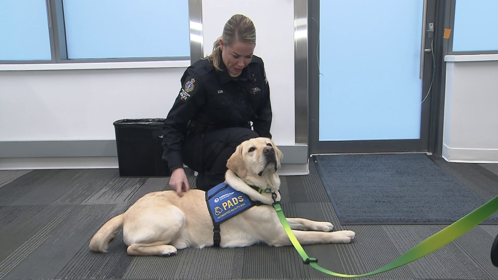 Support dog joins Metro Vancouver Transit Police | CityNews Vancouver