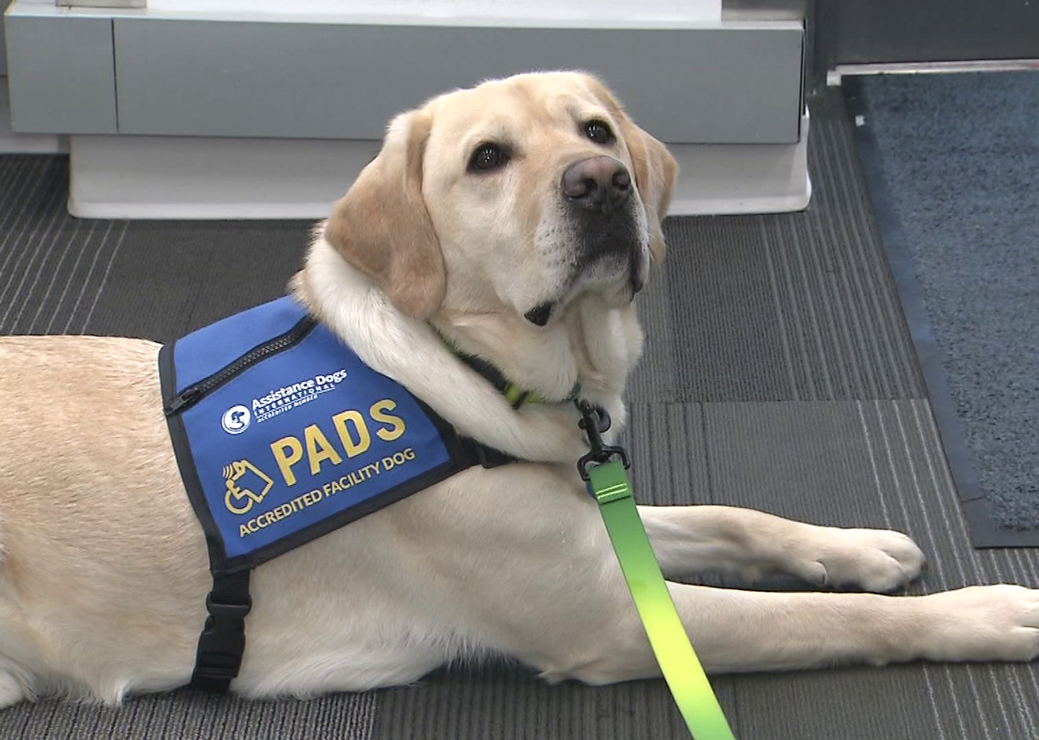 Support dog joins Metro Vancouver Transit Police | CityNews Vancouver