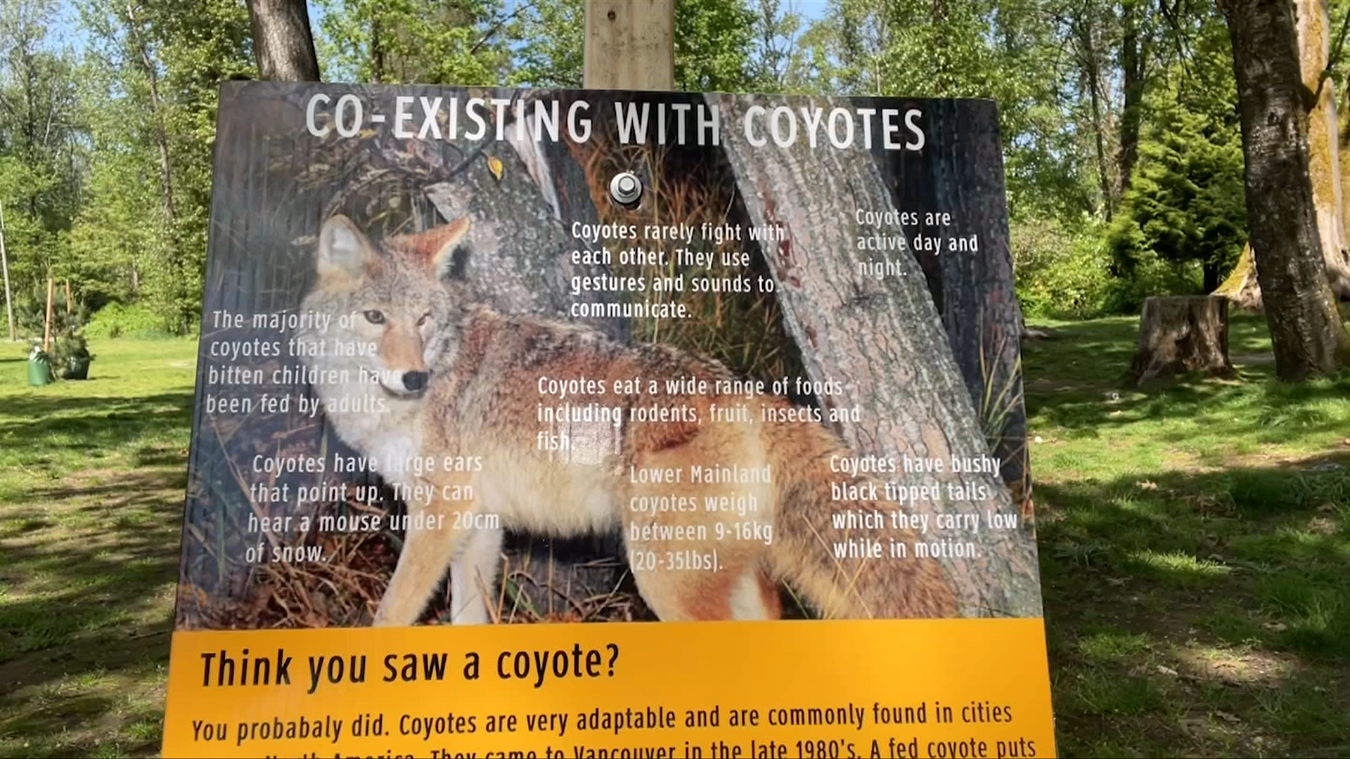 Port Coquitlam parents speak on coyote attack | CityNews Vancouver