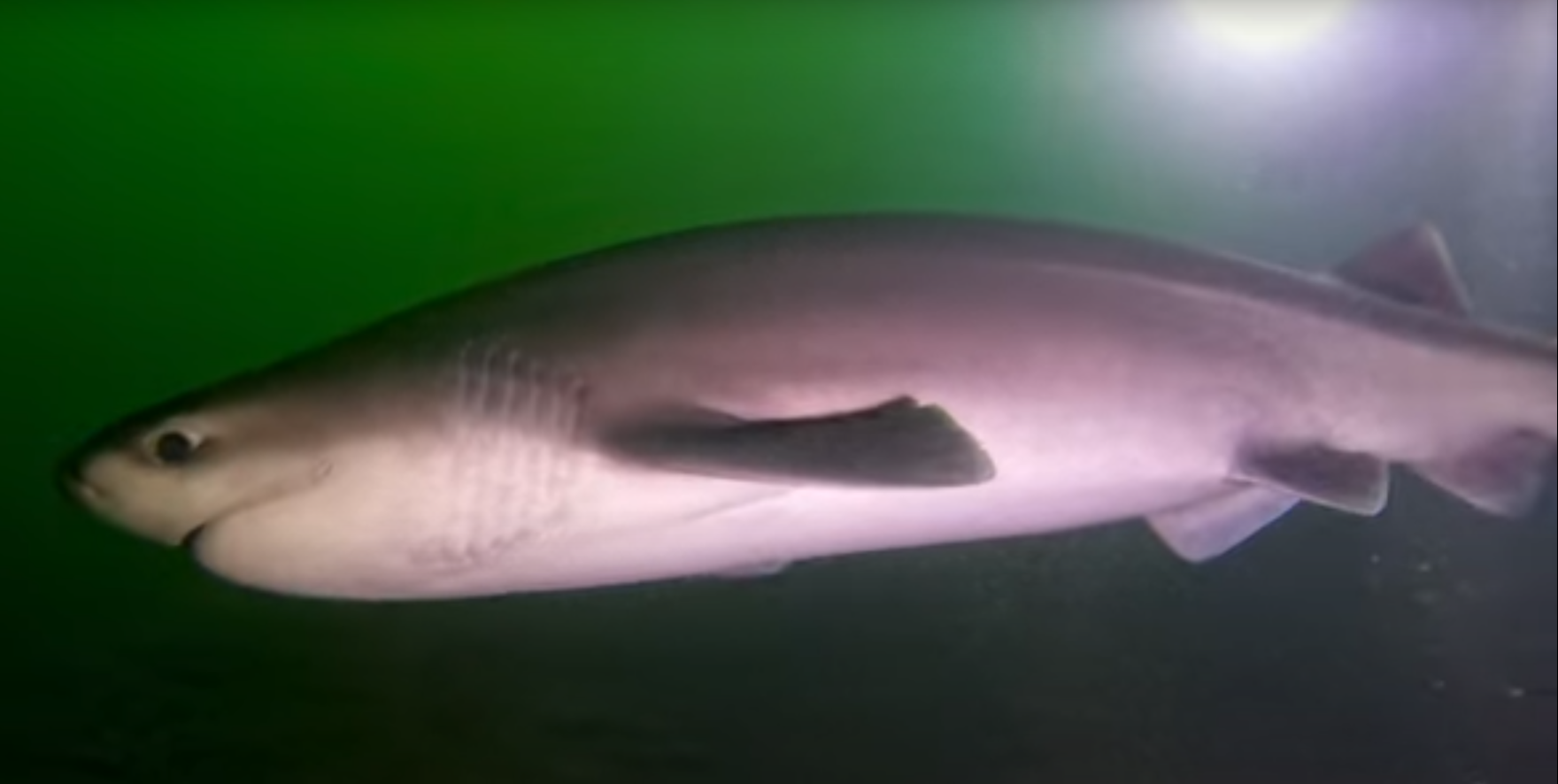 Vancouver Island shark sighting | CityNews Vancouver