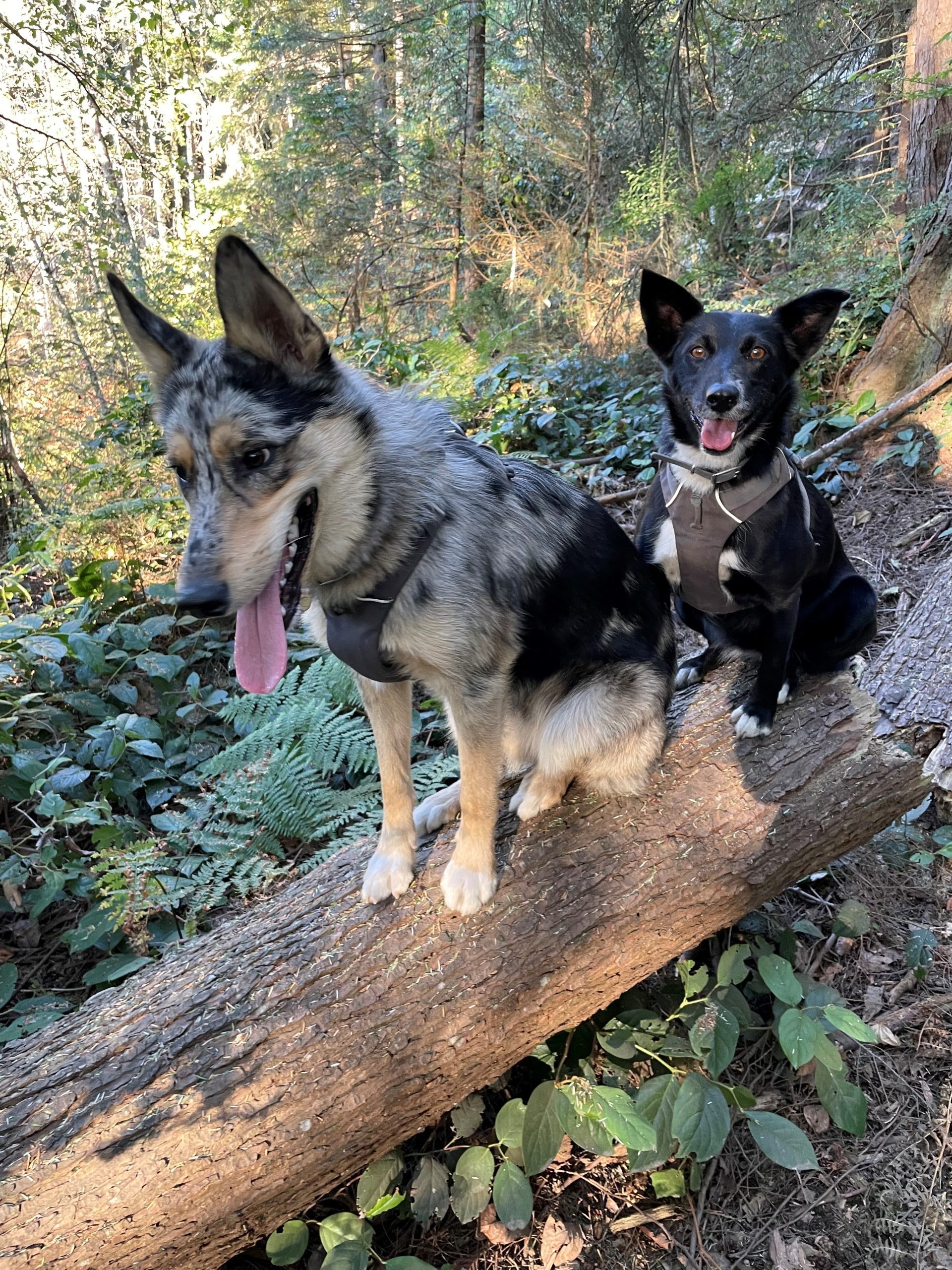 Dogs attacked by coyotes on North Vancouver trail | CityNews Vancouver