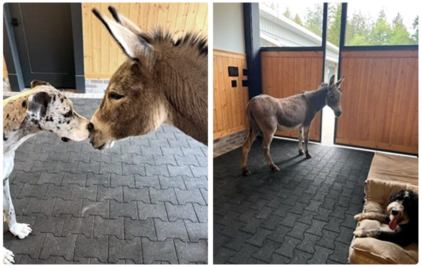 Frank the donkey finds new home | CityNews Vancouver