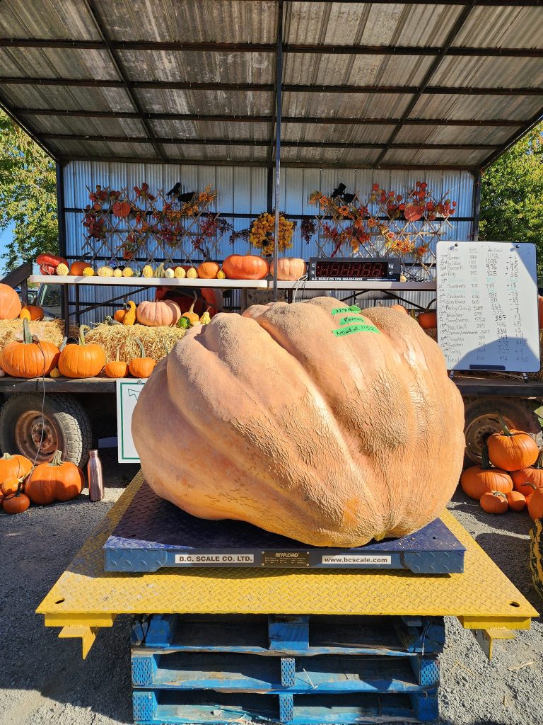 BC giant pumpkin Walter wins big | CityNews Vancouver