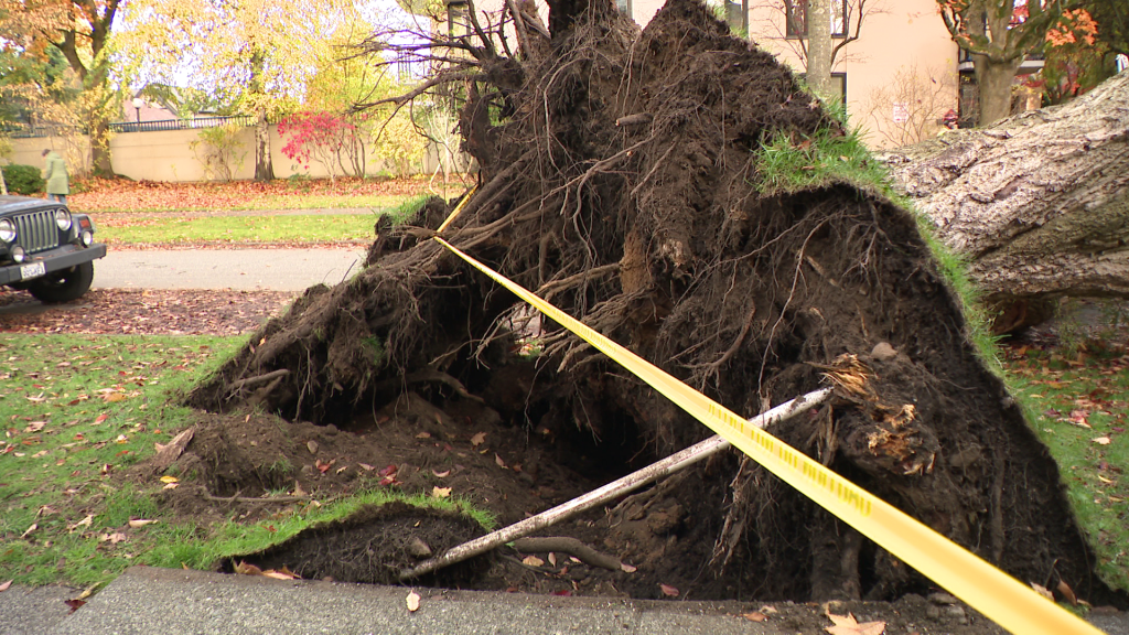 Tree in Vancouver falls on car | CityNews Vancouver