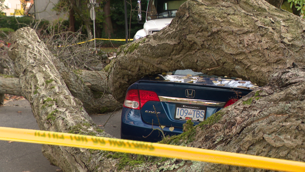 Tree in Vancouver falls on car | CityNews Vancouver