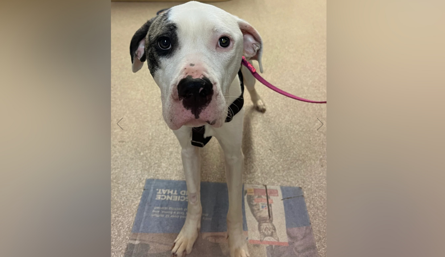 Starving dog recovering in BC SPCA's care | CityNews Vancouver