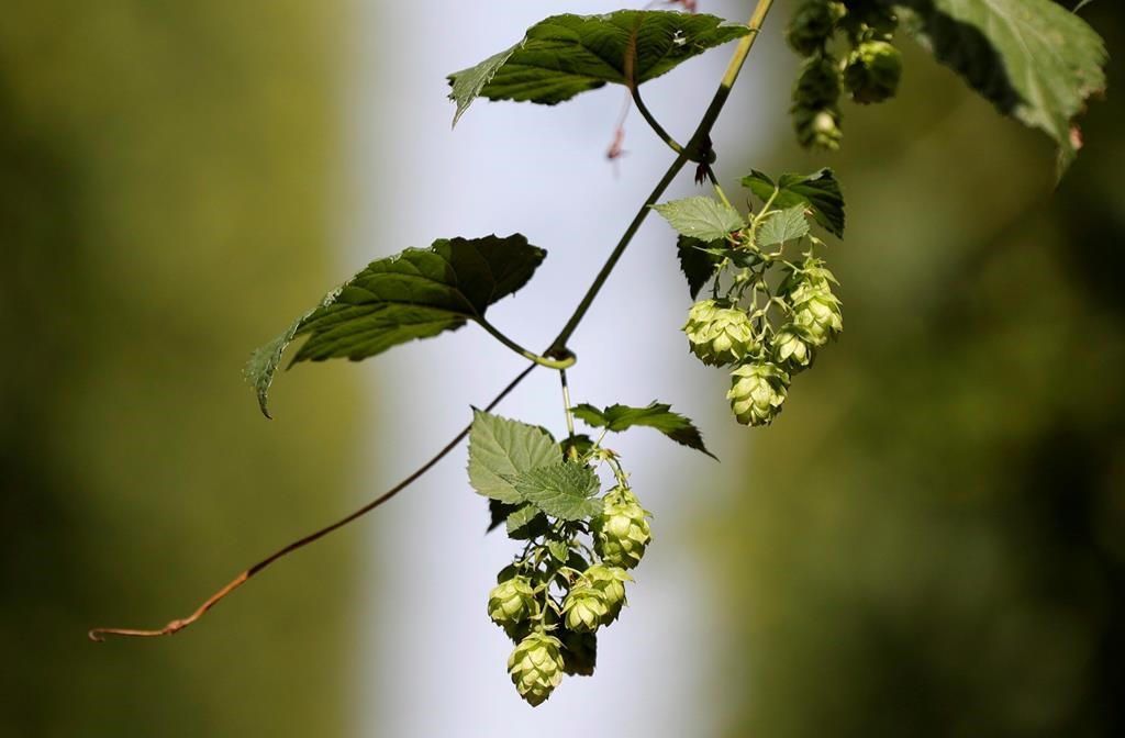 B.C. hops farm fined over $1M for alleged fraud | CityNews Vancouver