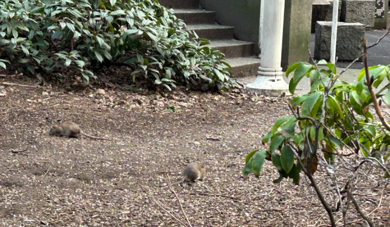 Rat sightings up in Metro Vancouver | CityNews Vancouver