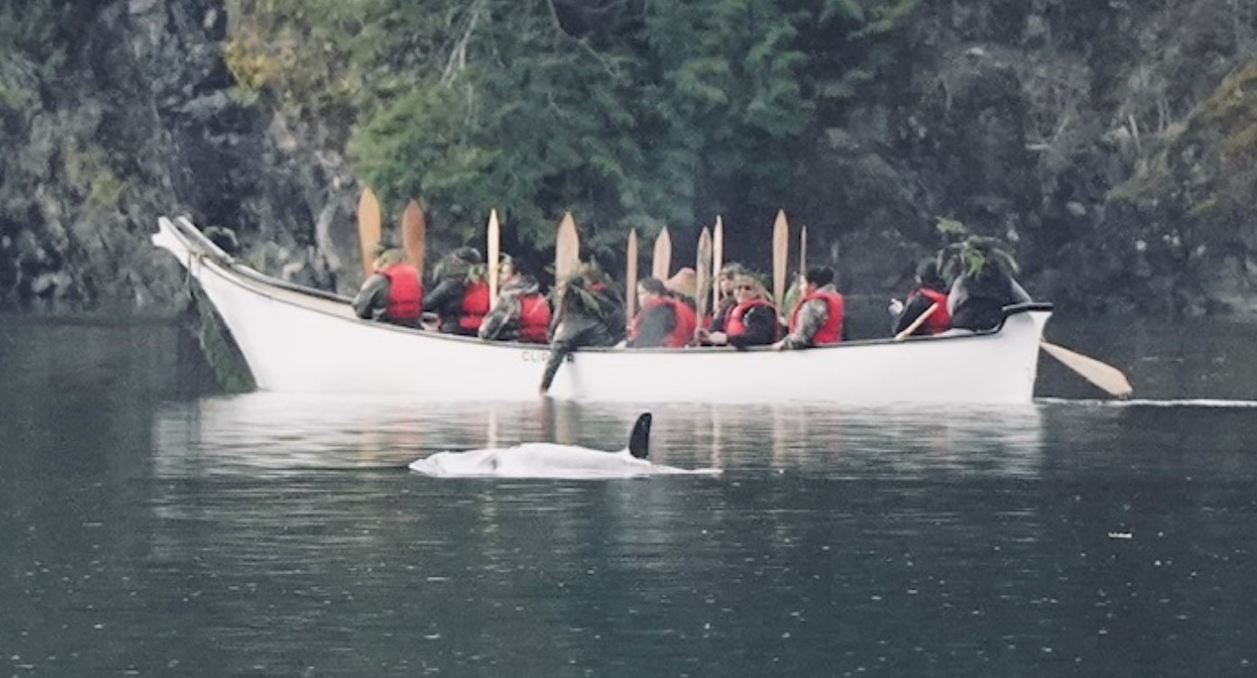 Attempts to rescue baby orca have surprised marine mammal experts