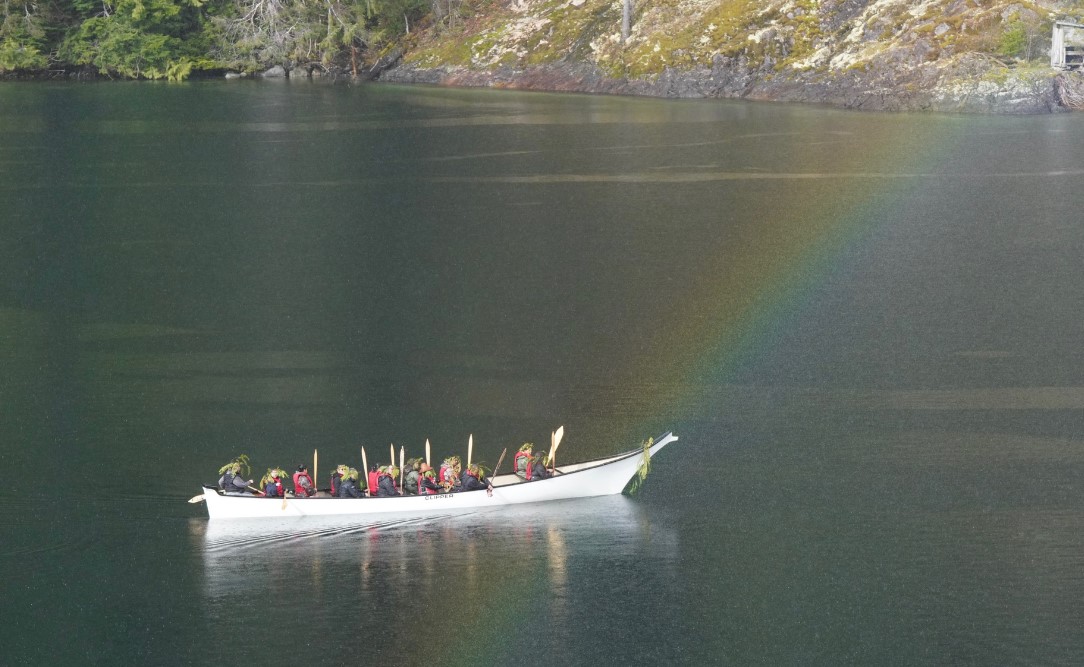 Attempts to rescue baby orca have surprised marine mammal experts