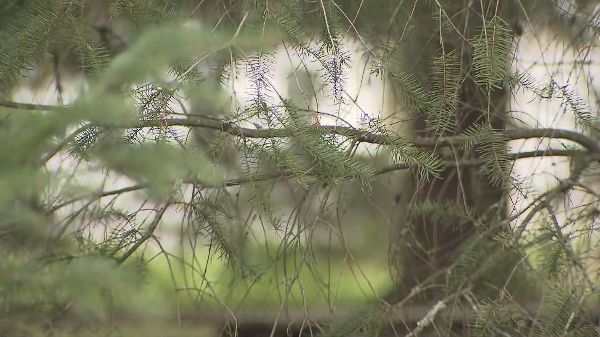 B.C. celebrates 10 billion seedlings planted since 1930