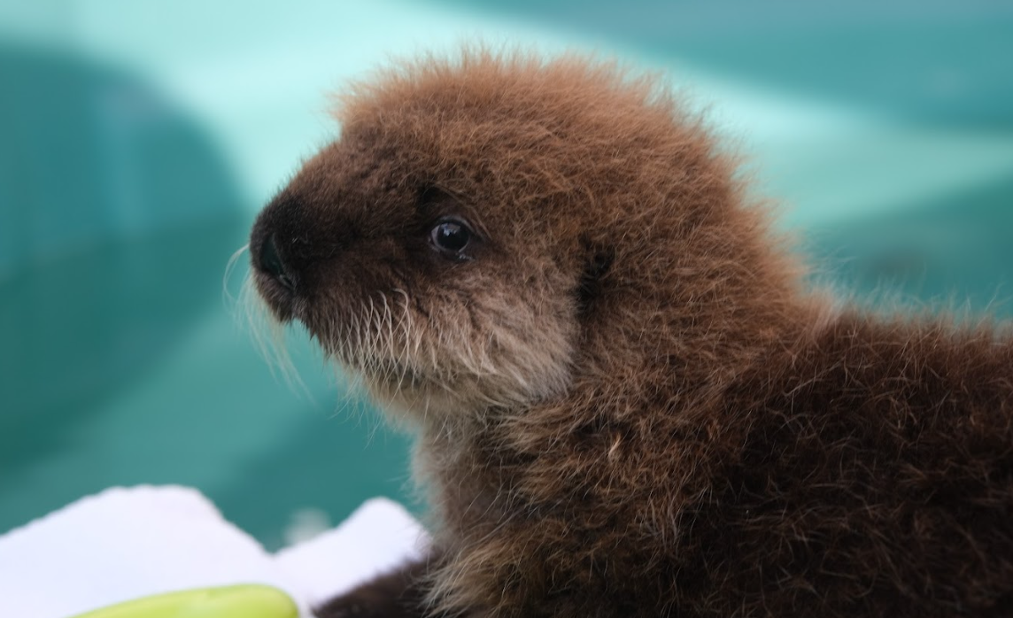 Vancouver Aquarium welcomes sea otter pups