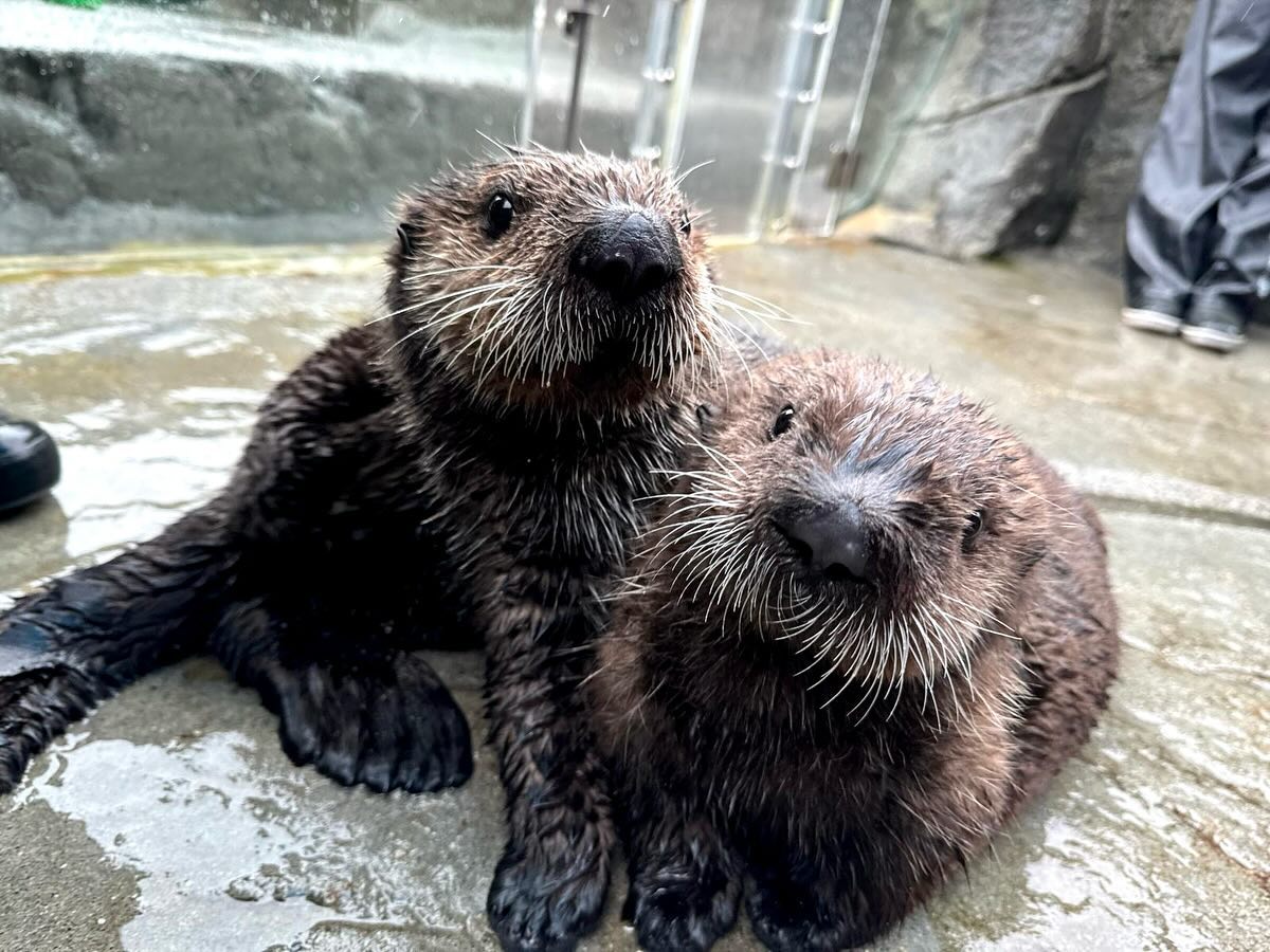 Vancouver Aquarium: 2 abandoned otter pups growing strong