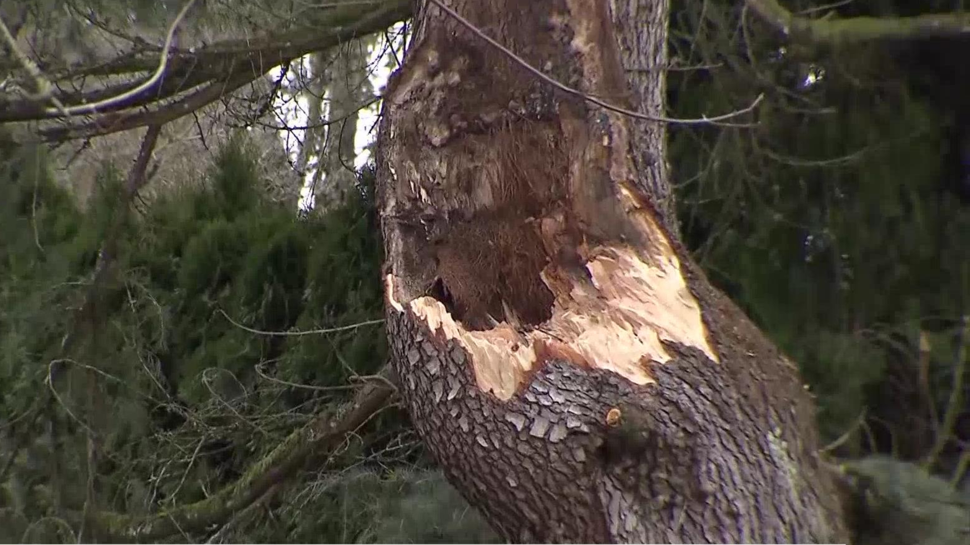 Woman killed by falling tree during wind storm: Surrey police