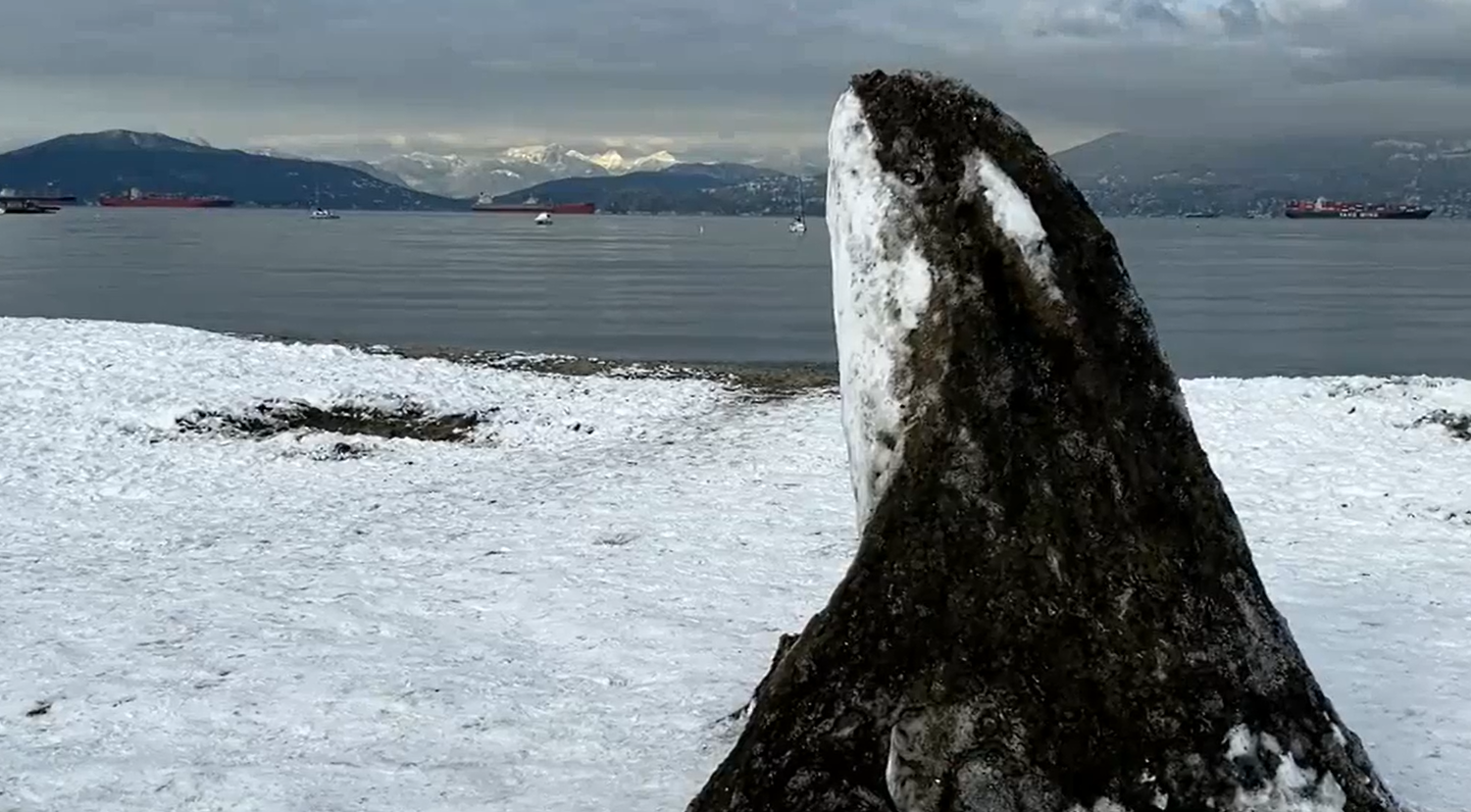 Majestic snow orca sculpture appears on Vancouver beach