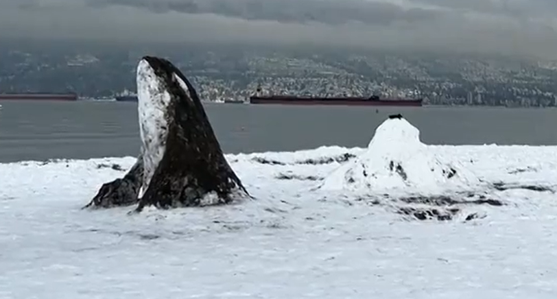 Majestic snow orca sculpture appears on Vancouver beach