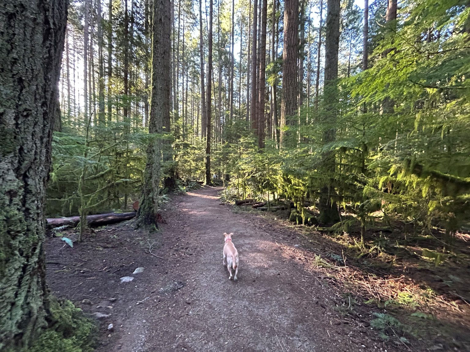 Vancouver Pacific Spirit Park dog rule changes