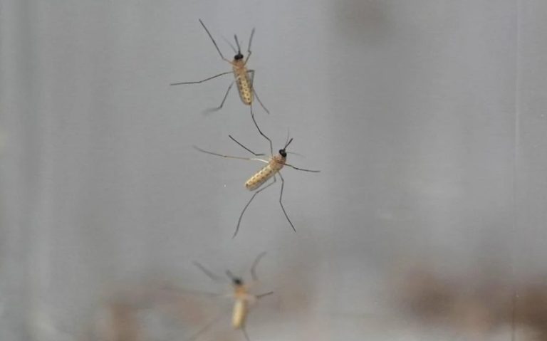 Climate change could contribute to mosquitoes carrying diseases