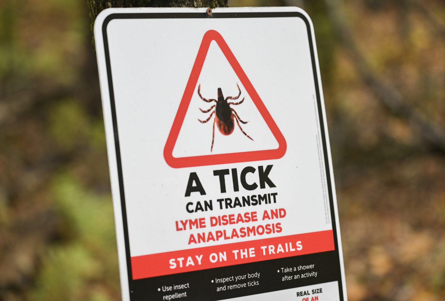 B.C. tick season in full swing, experts issue warning