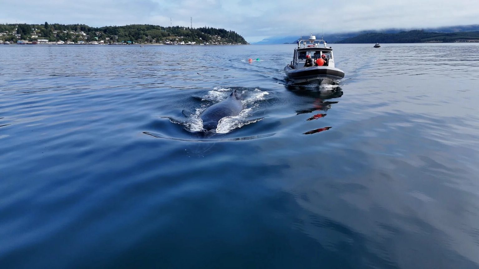 Tutu the humpback whale is freed from 150 metres of fishing gear off ...